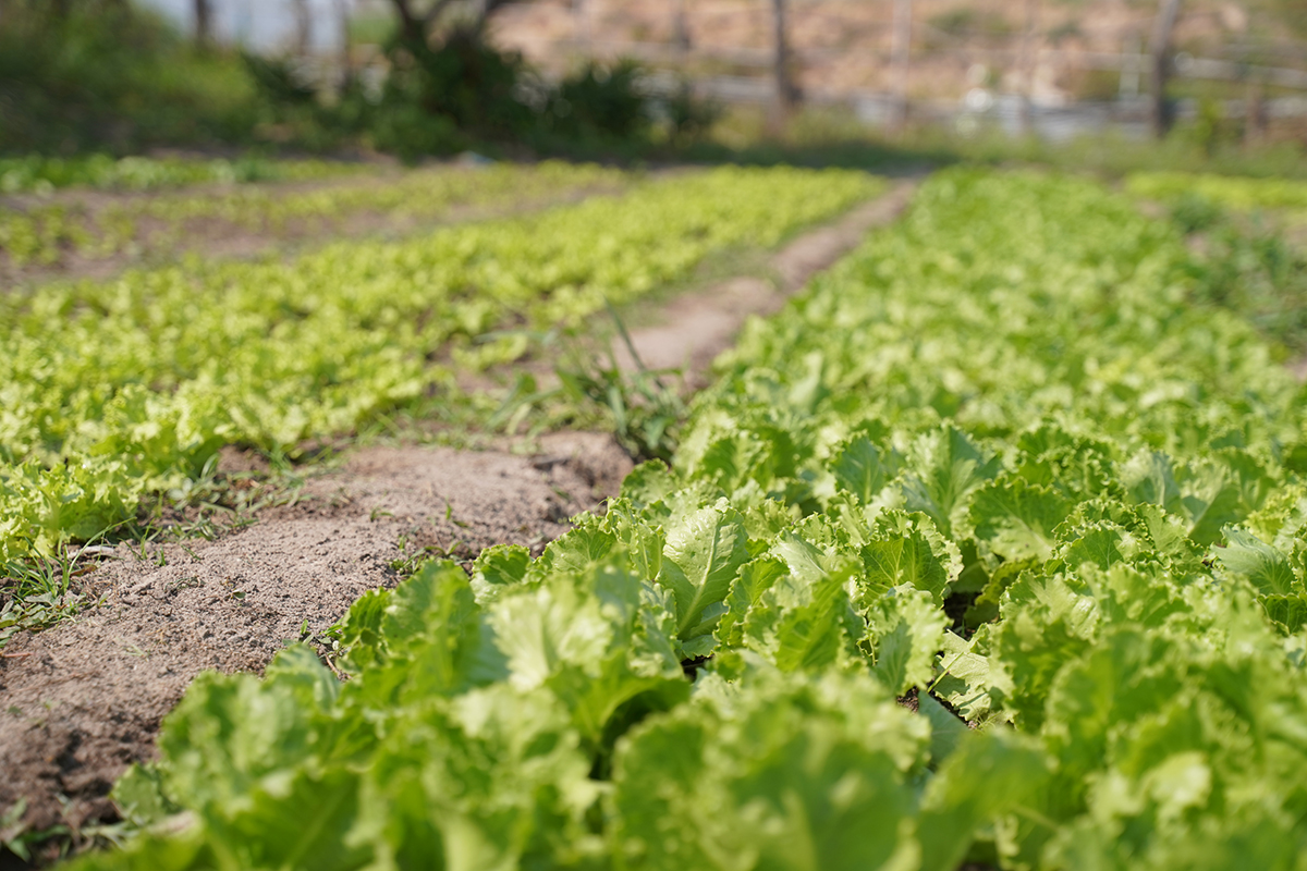 Organic Agricultural Products in AEON
