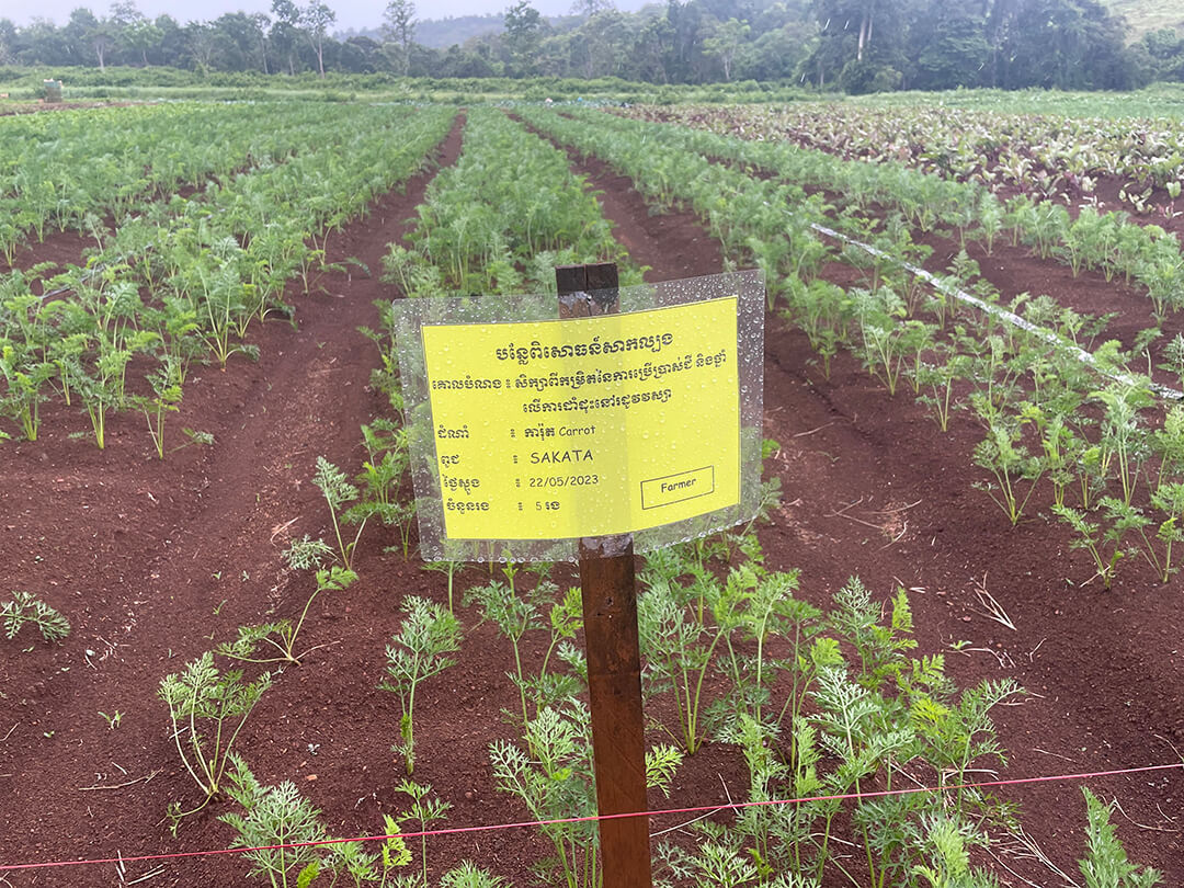 AEON visited the natural vegetable cultivation at Mondulkiri - AEON ...