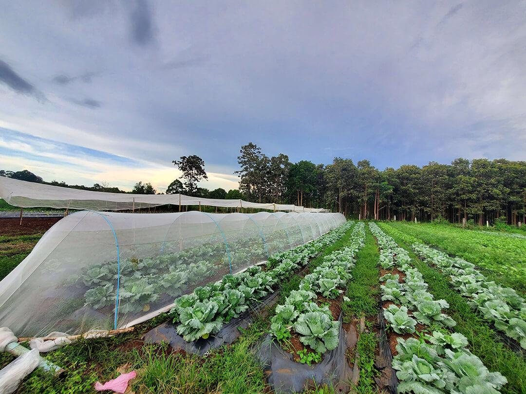 AEON visited the natural vegetable cultivation at Mondulkiri - AEON ...